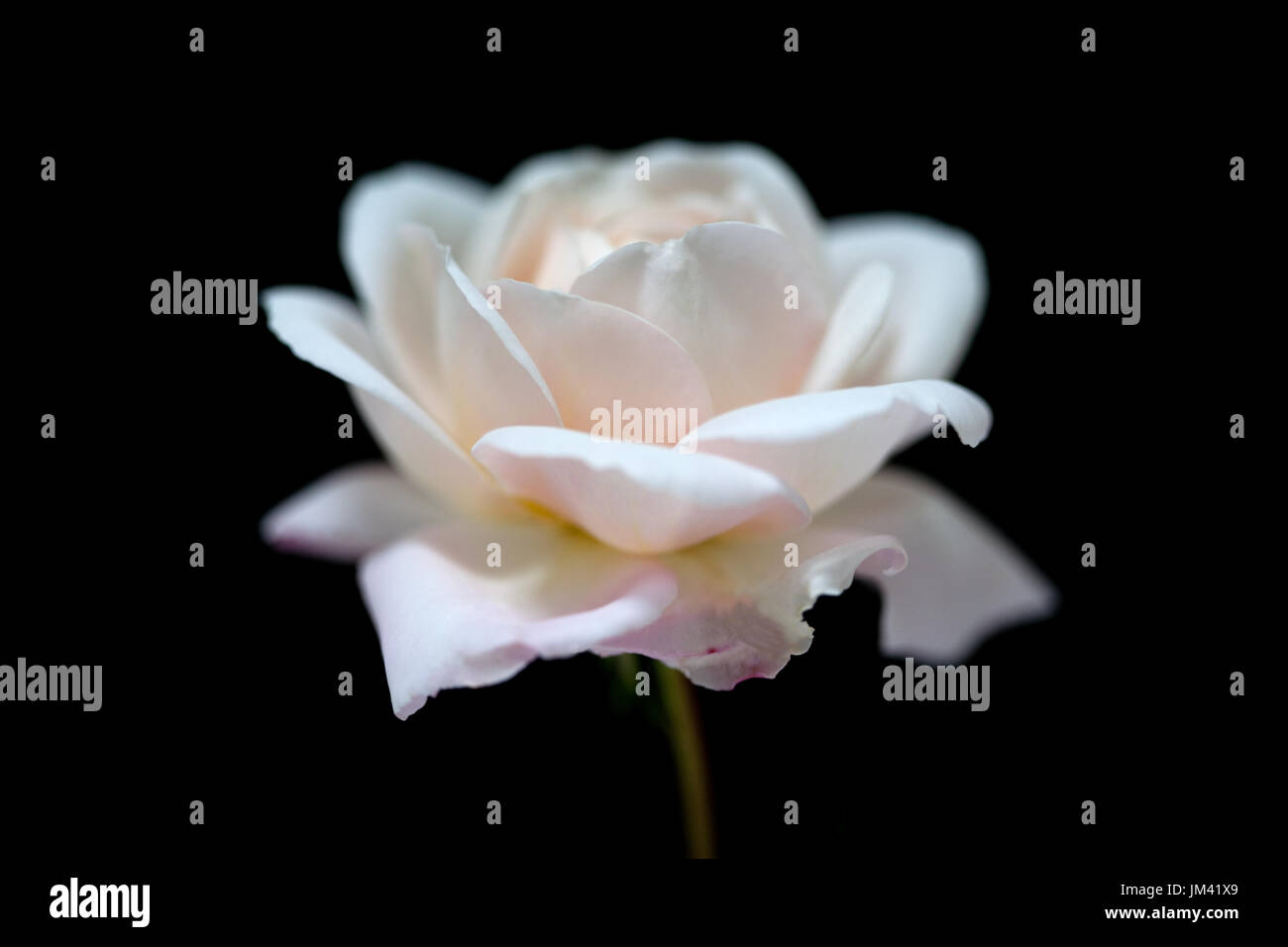 Study of Rose Crocus Rose Stock Photo - Alamy