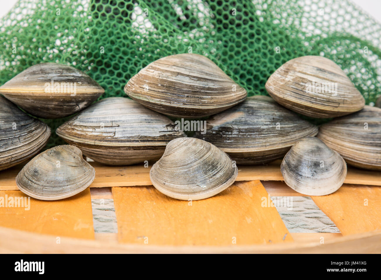 Clams from Sedge Island, NJ Stock Photo - Alamy