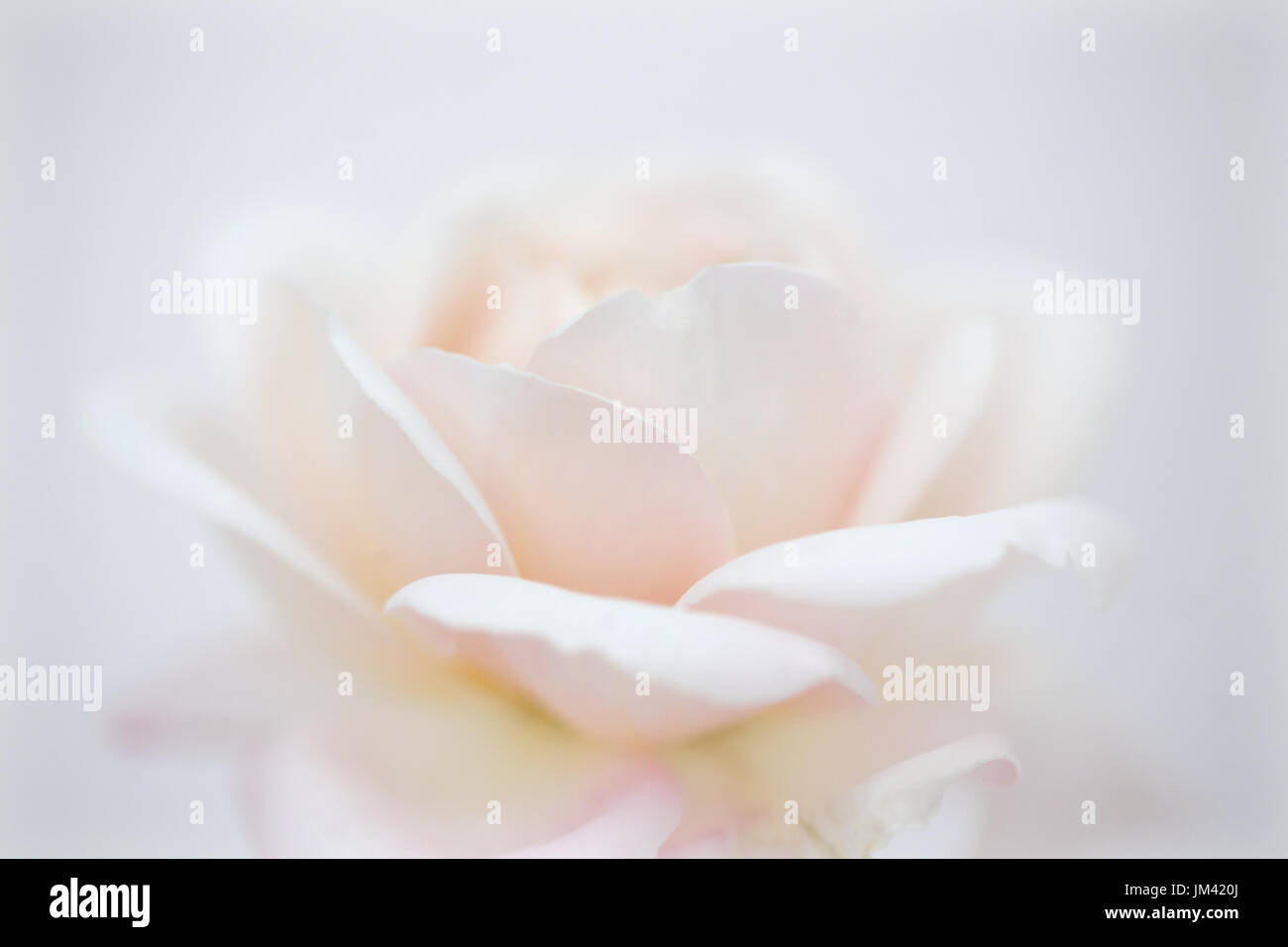 Study of Rose Crocus Rose Stock Photo - Alamy