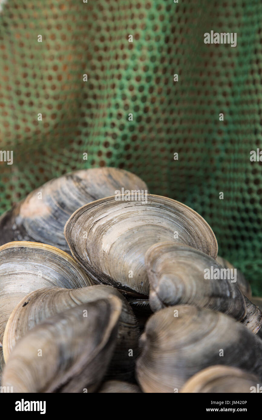 Clams from Sedge Island, NJ Stock Photo - Alamy