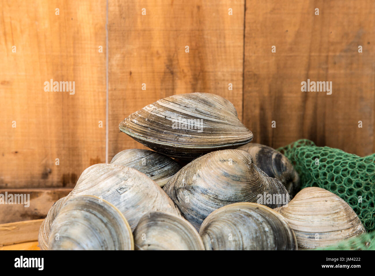 Clams from Sedge Island, NJ Stock Photo - Alamy