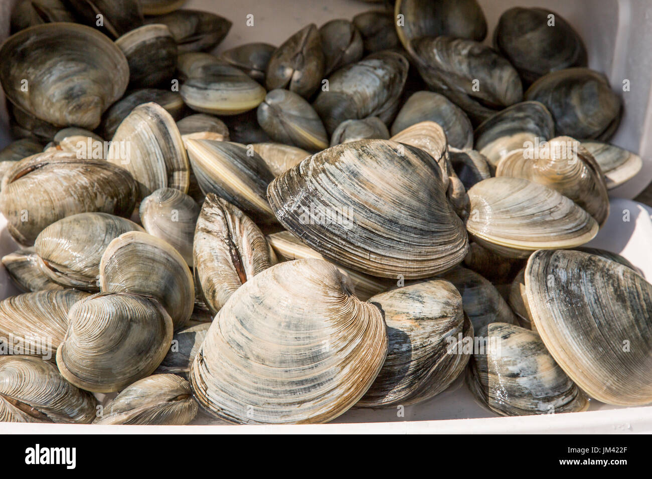 Clams from Sedge Island, NJ Stock Photo - Alamy
