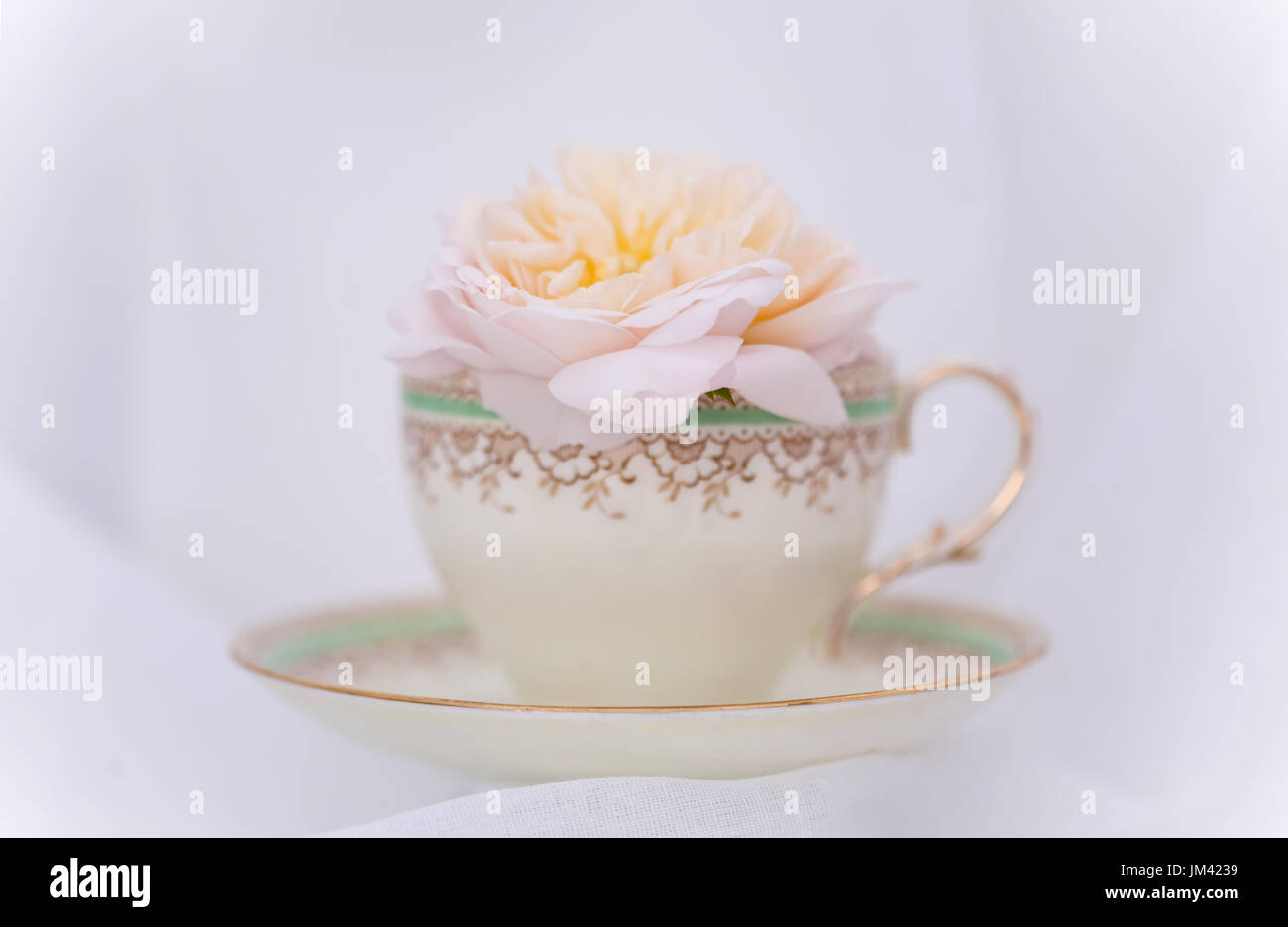 Study of Rose Crocus Rose Stock Photo - Alamy