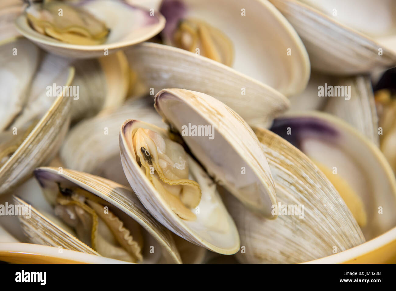 Clams from Sedge Island, NJ Stock Photo - Alamy