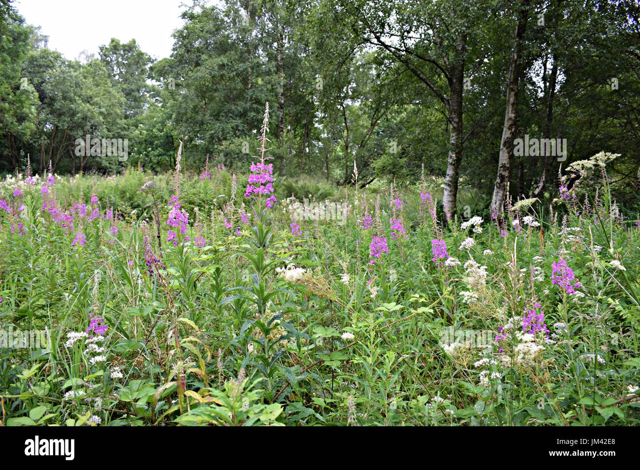 pictures of trees and long grass and flower Stock Photo - Alamy