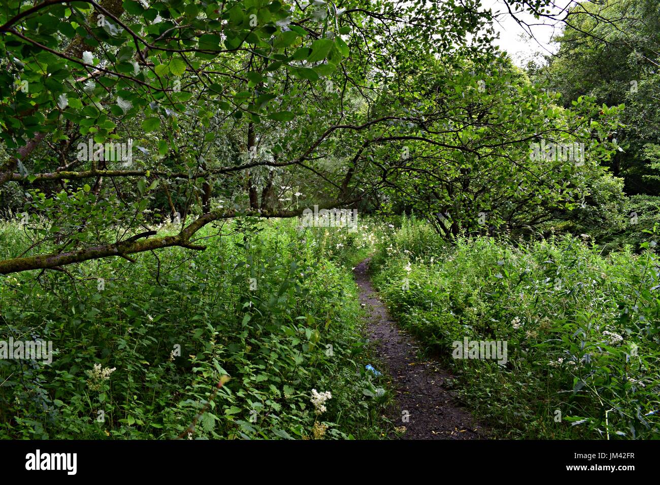 pictures of trees and long grass and flower Stock Photo - Alamy