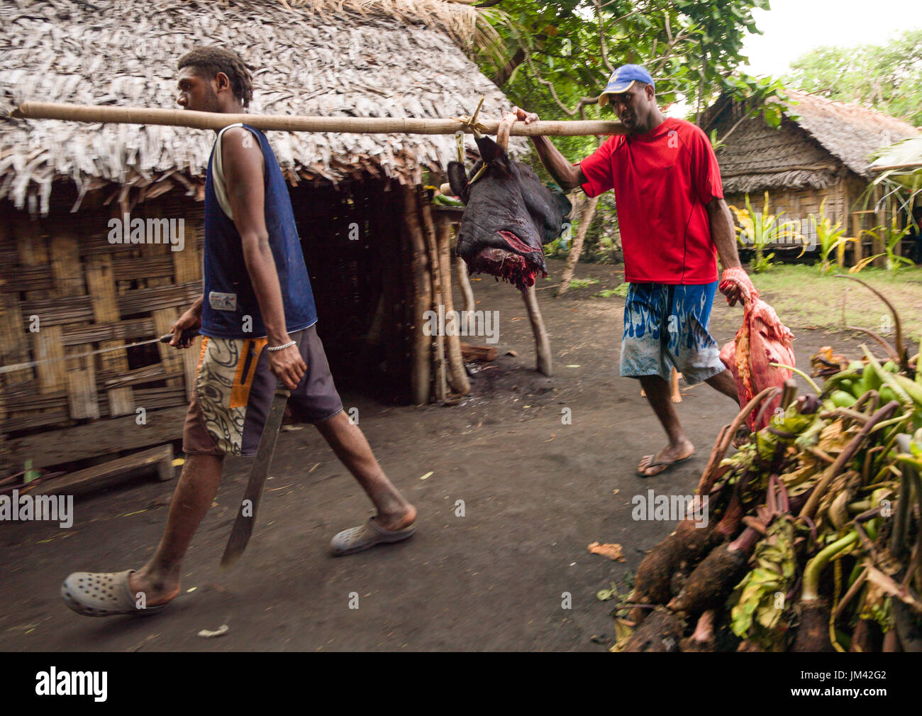Men carrying a cow head for a wedding meal, Malampa Province, Ambrym ...