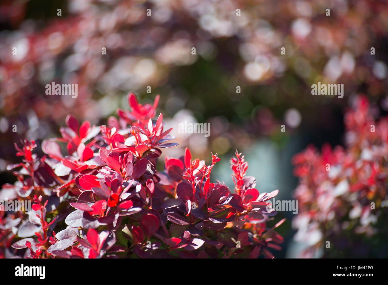 Barberry Tree High Resolution Stock Photography and Images - Alamy