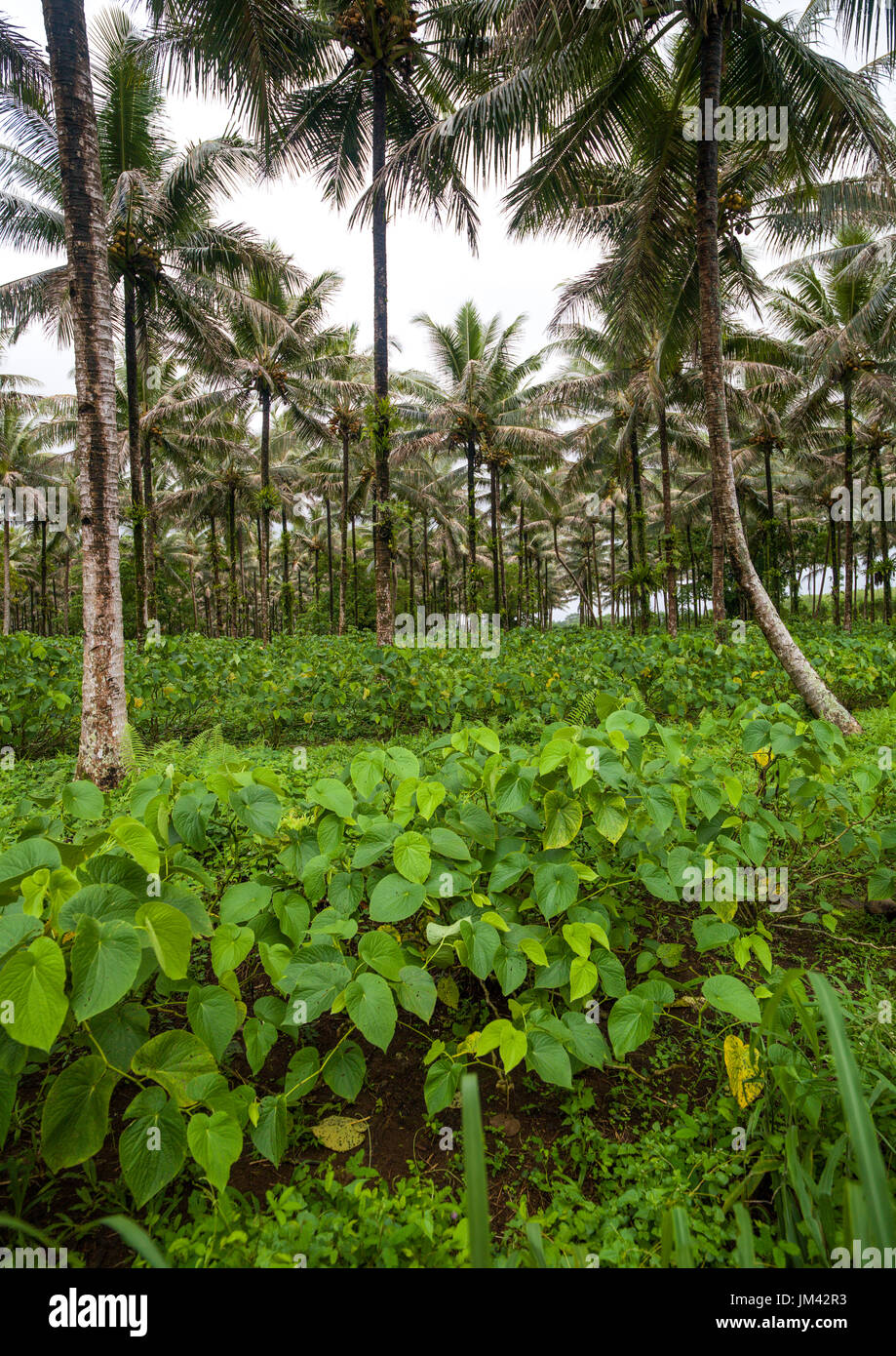 Yam plantation hi-res stock photography and images - Alamy