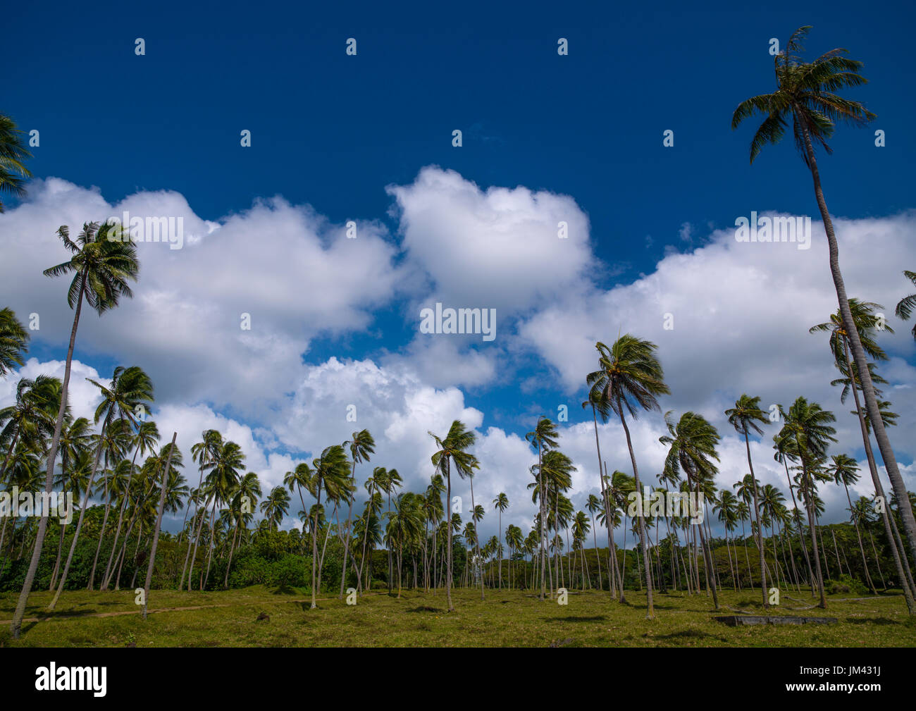Coconuts trees plantation, Sanma Province, Espiritu Santo, Vanuatu ...