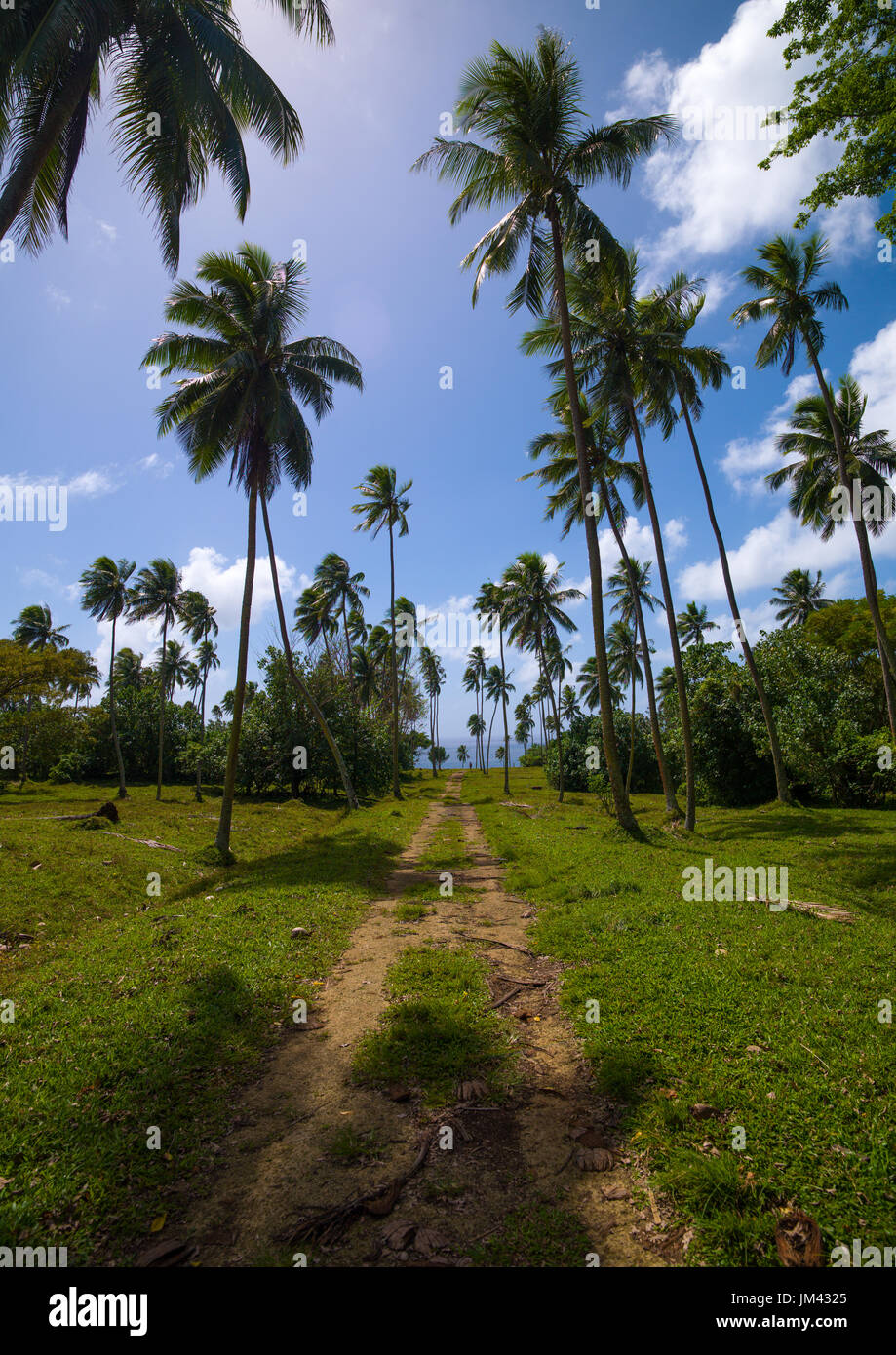 Coconuts trees plantation, Sanma Province, Espiritu Santo, Vanuatu ...