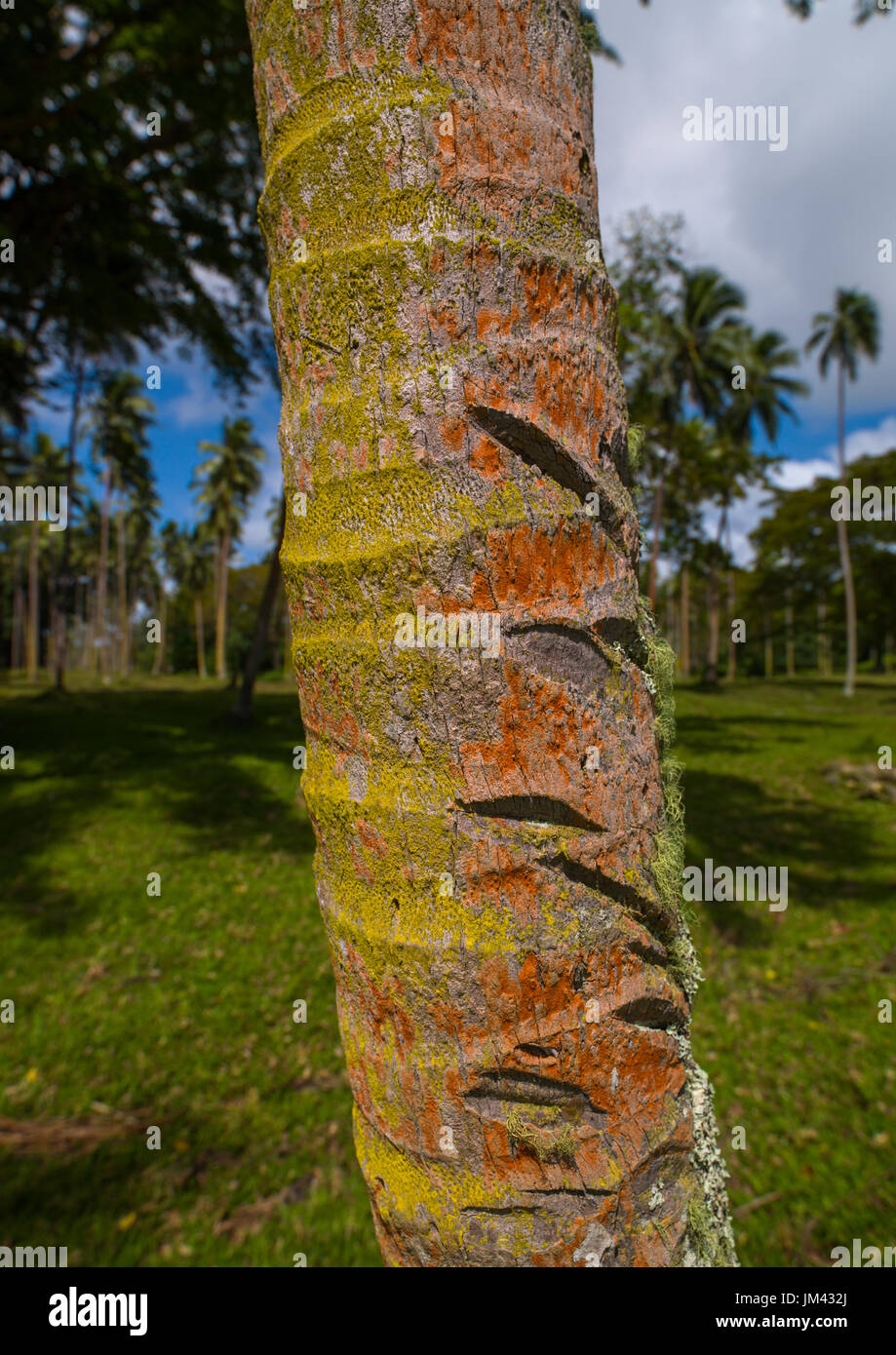 Coconuts trees plantation, Sanma Province, Espiritu Santo, Vanuatu ...