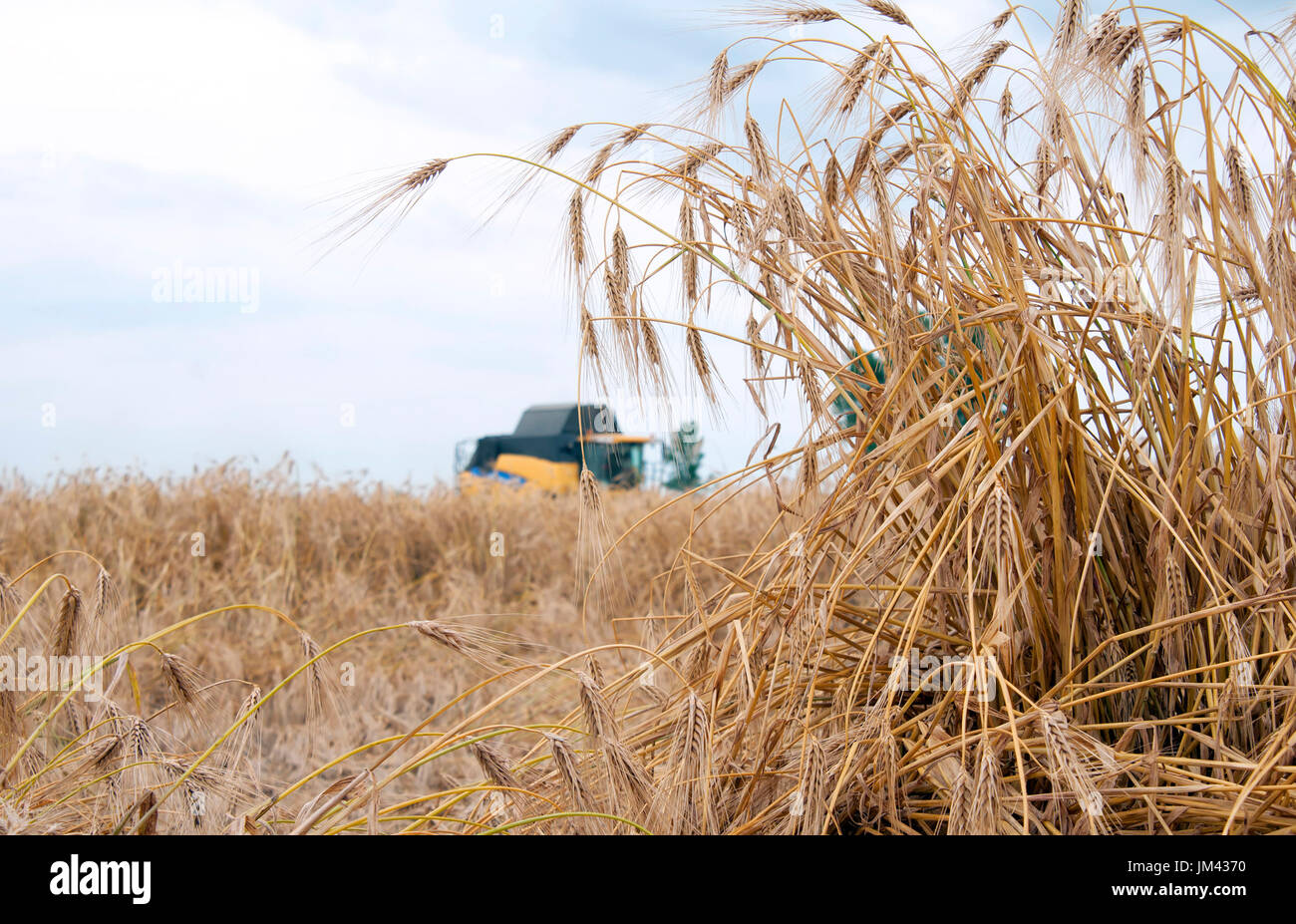 combine harvester working on a wheat field Stock Photo - Alamy