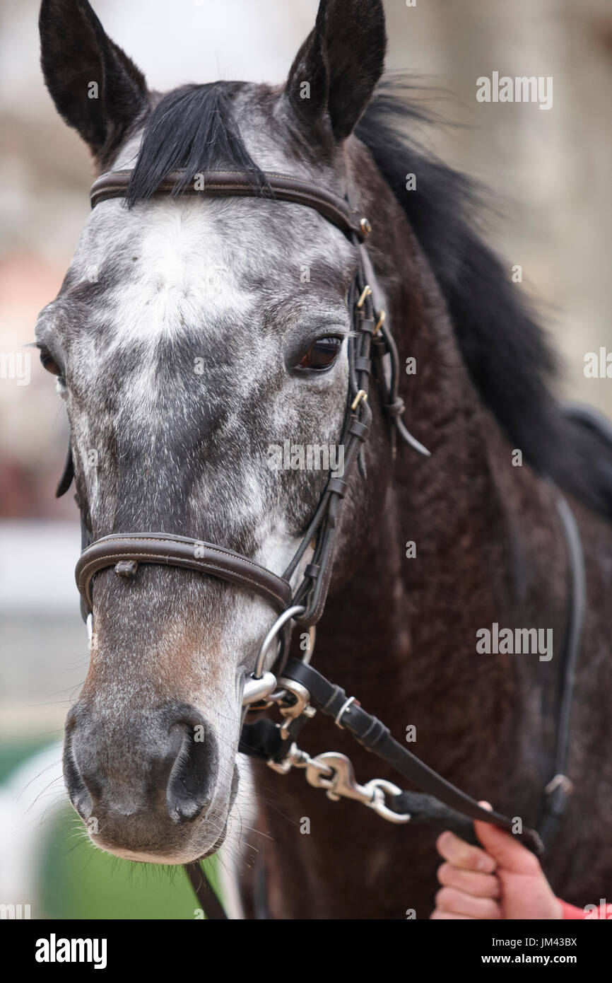 Race horse head detail ready to run. Paddock area. Vertical Stock Photo ...