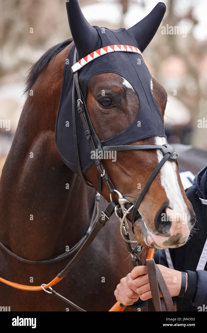 Race horse head ready to run. Paddock area. Vertical Stock Photo - Alamy
