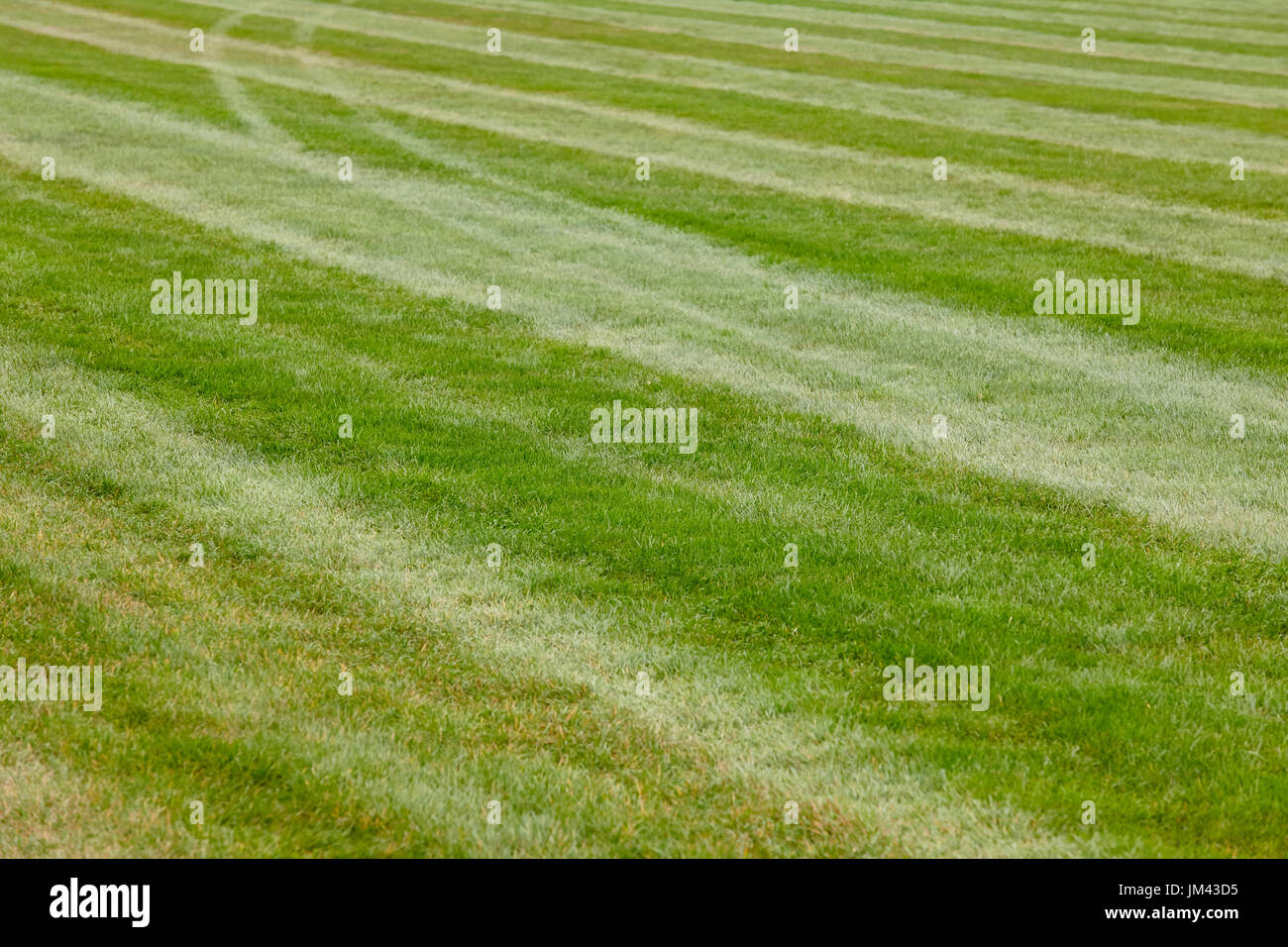 Hippodrome green grass track line. Fresh natural field. Horizontal ...