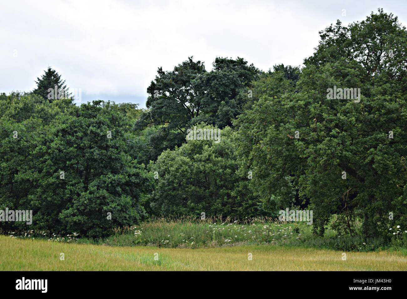 pictures of trees and long grass and flower Stock Photo - Alamy