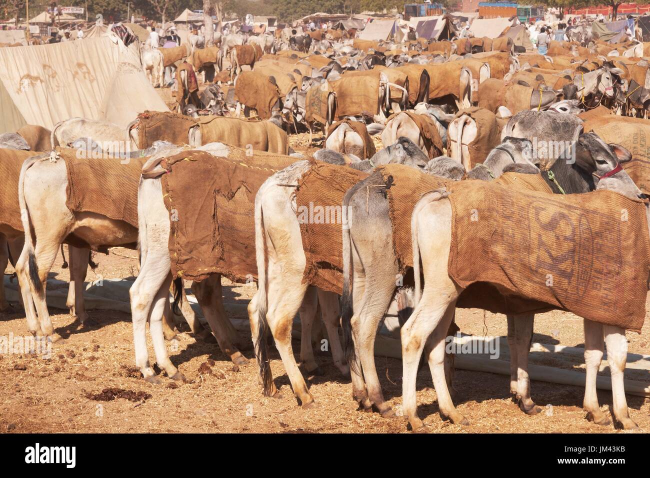 Rajasthan farming hi-res stock photography and images - Alamy