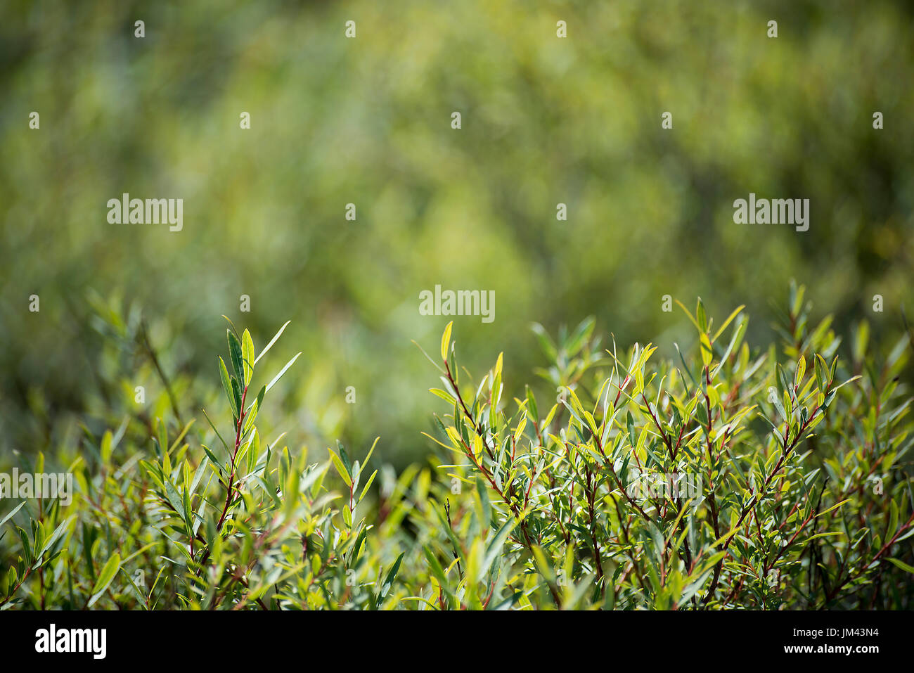 flower plant on blurred background Stock Photo - Alamy