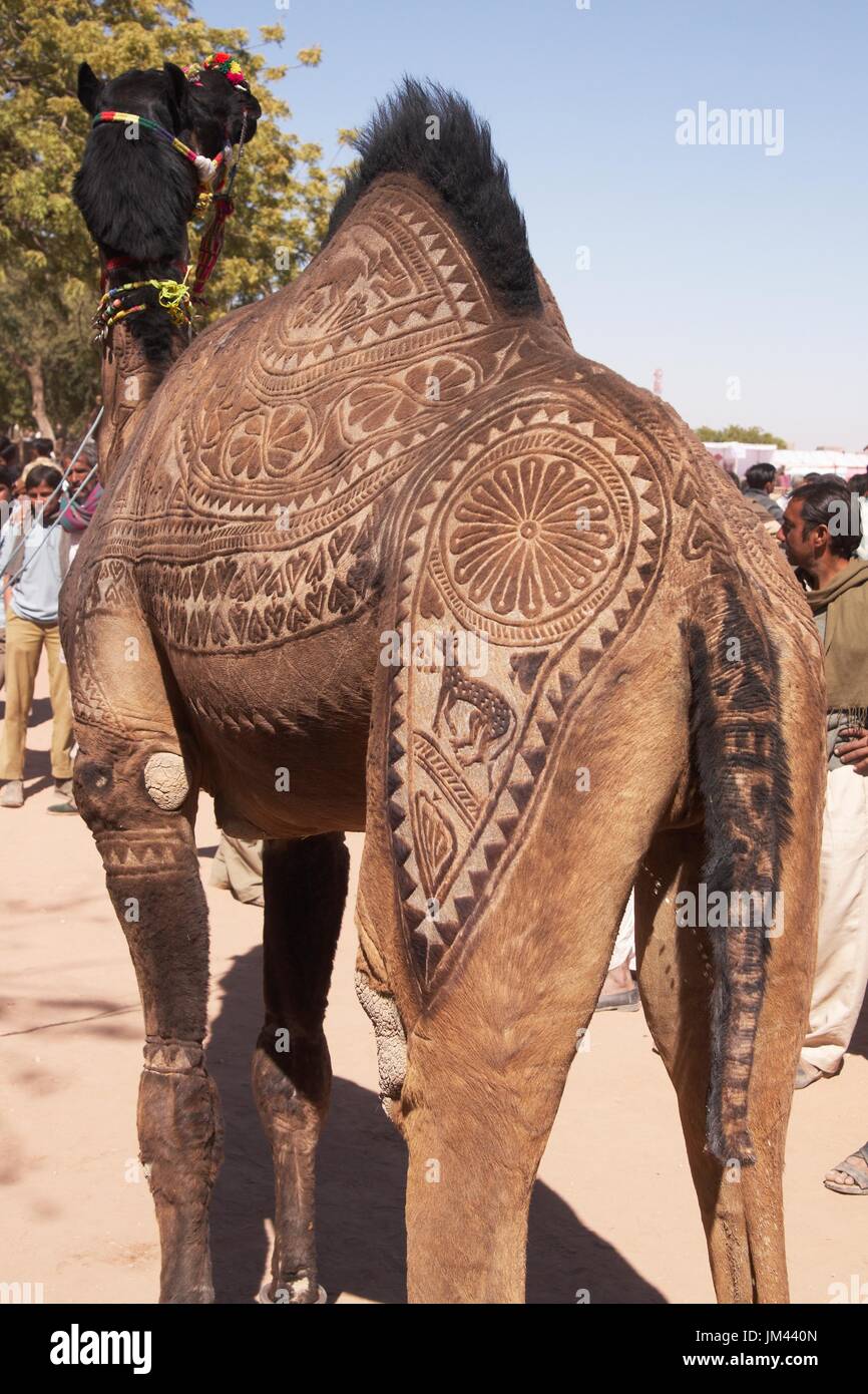 Camel tail hi-res stock photography and images - Alamy
