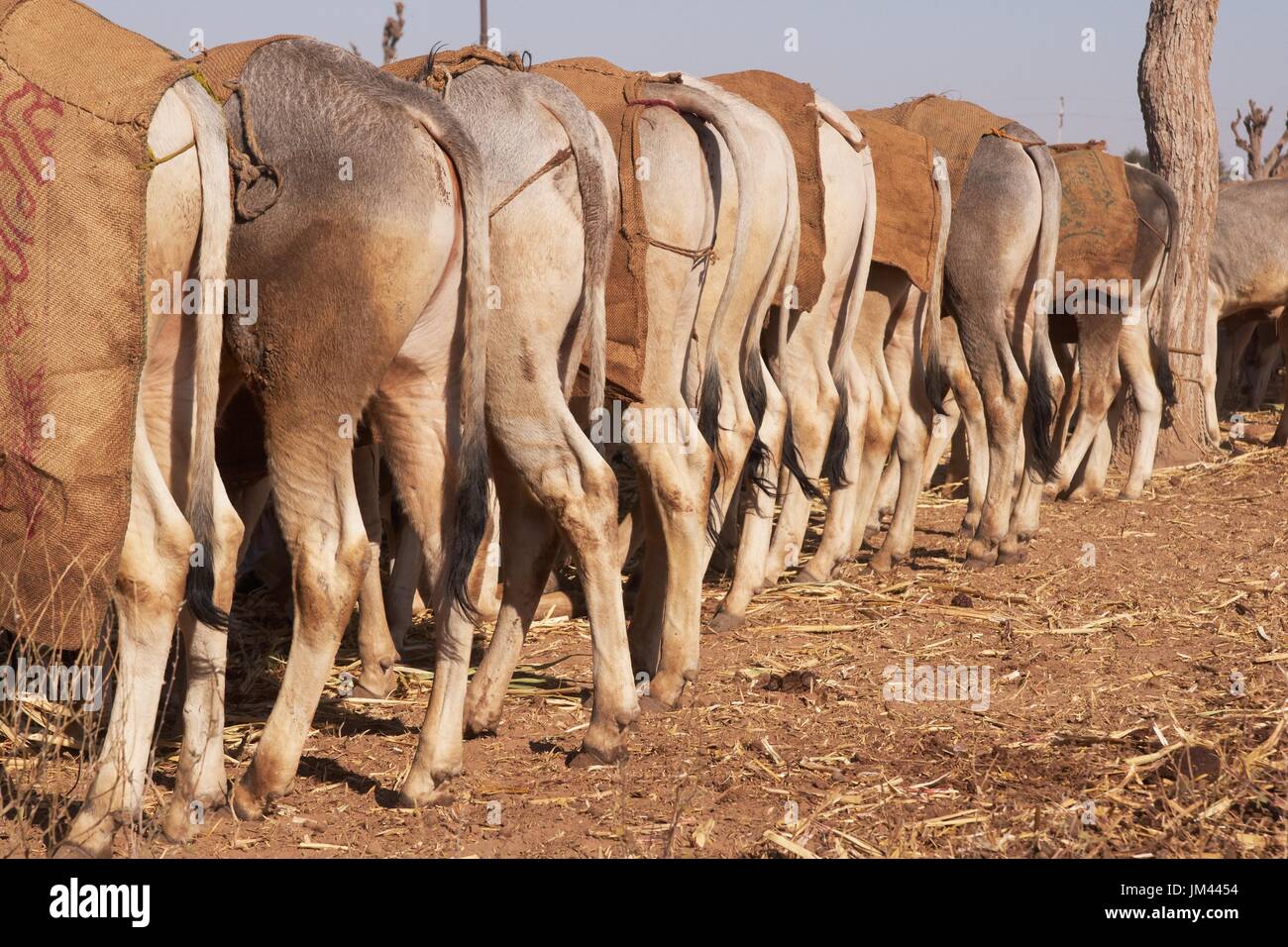 Domesticated cattle in india hi-res stock photography and images - Alamy