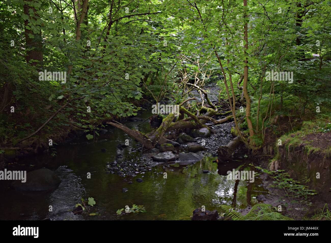 trees and water and stream Stock Photo - Alamy
