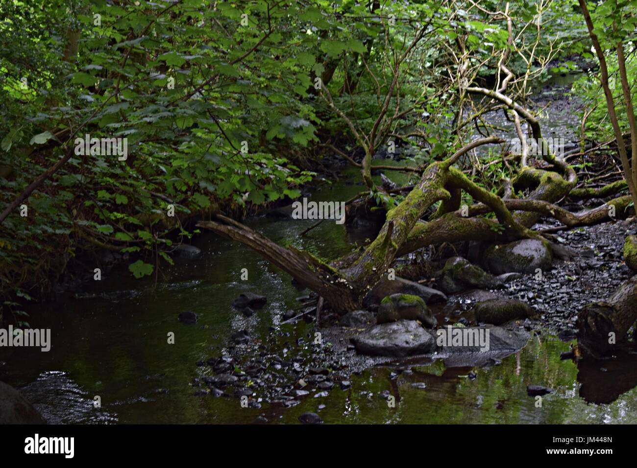trees and water and stream Stock Photo - Alamy