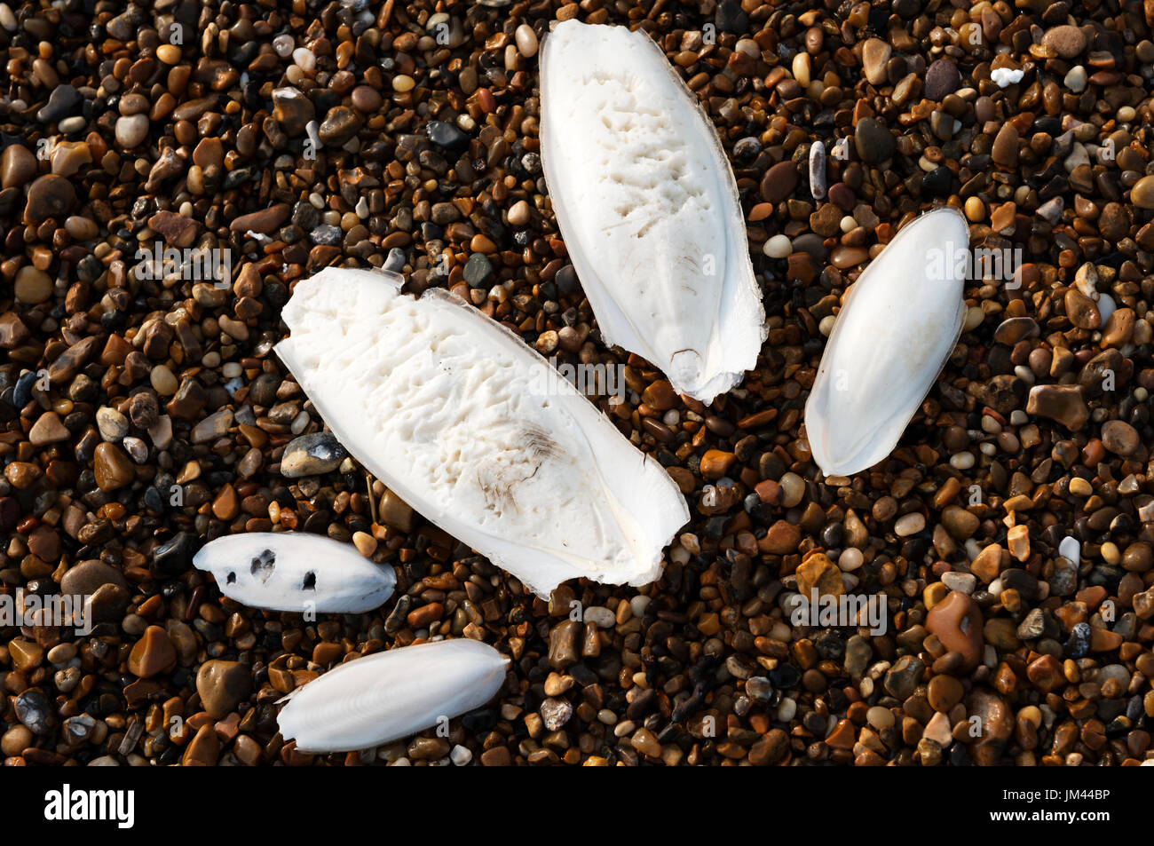 Cuttle fish sea hi-res stock photography and images - Alamy