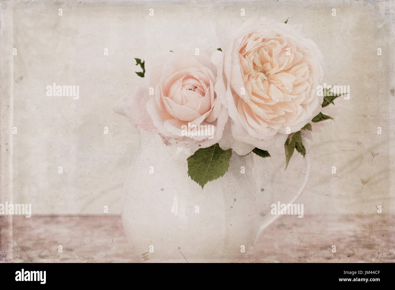 Close up study of Rose Crocus Rose Stock Photo - Alamy