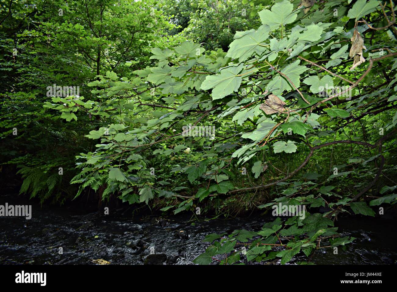 trees and water and stream Stock Photo - Alamy