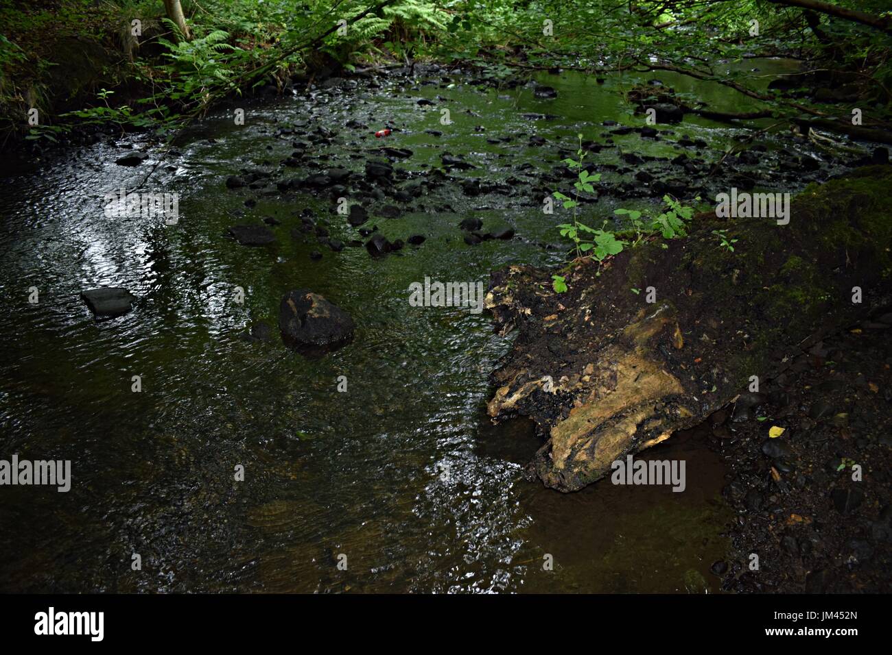 trees and water and stream Stock Photo - Alamy