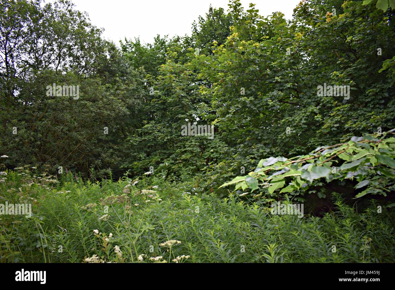 pictures of trees and long grass and flower Stock Photo - Alamy