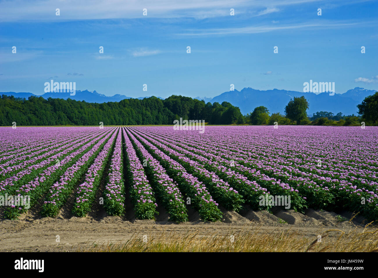 Irish potato farm hi-res stock photography and images - Alamy