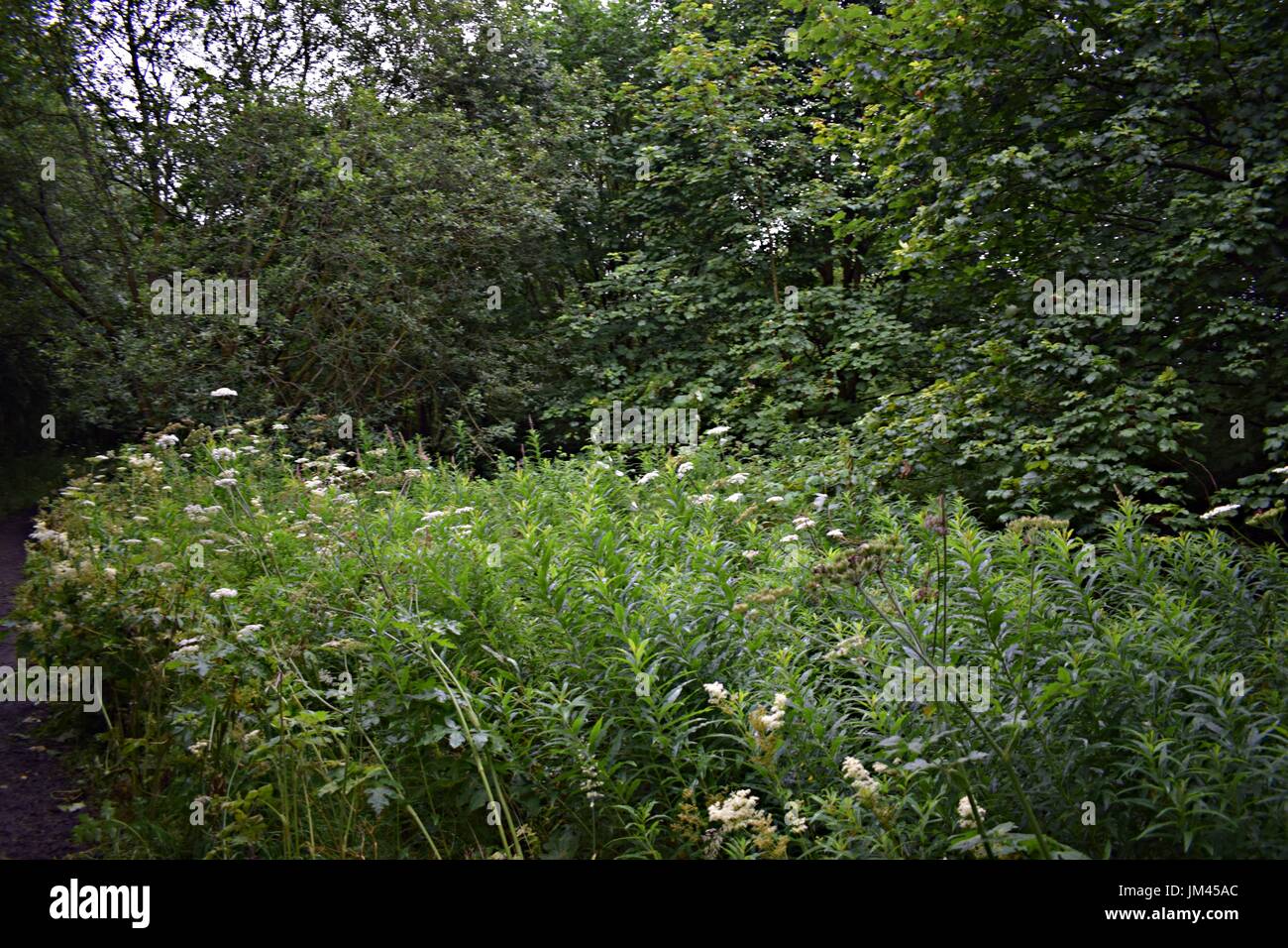 pictures of trees and long grass and flower Stock Photo - Alamy