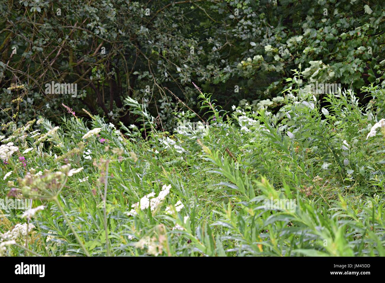 pictures of trees and long grass and flower Stock Photo - Alamy