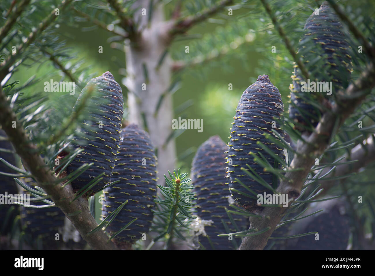 the fur-tree branch on blurred background Stock Photo - Alamy