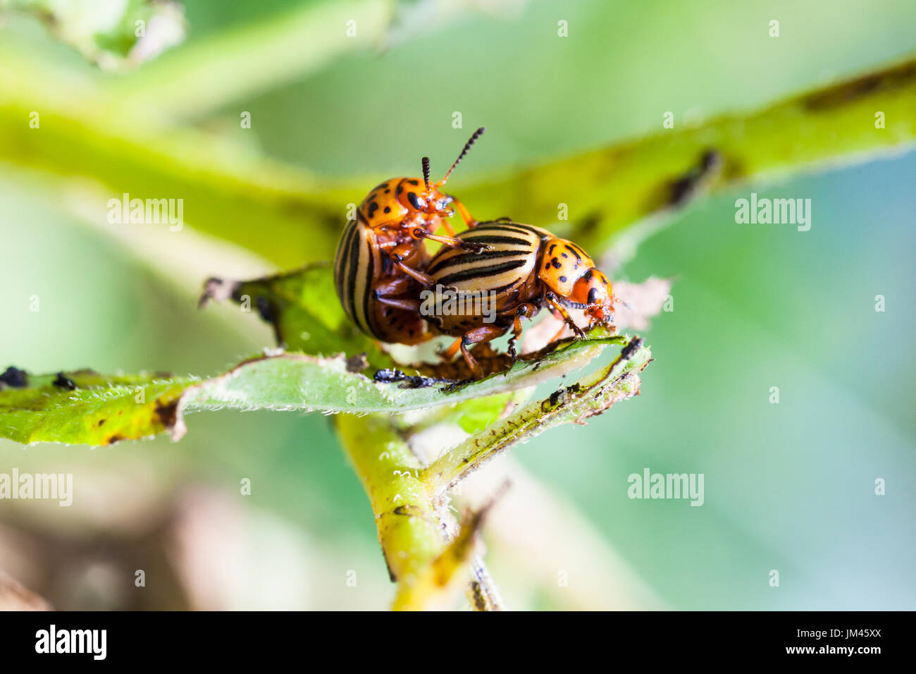 pair of colorado potato bugs on potato bush close up in garden in ...