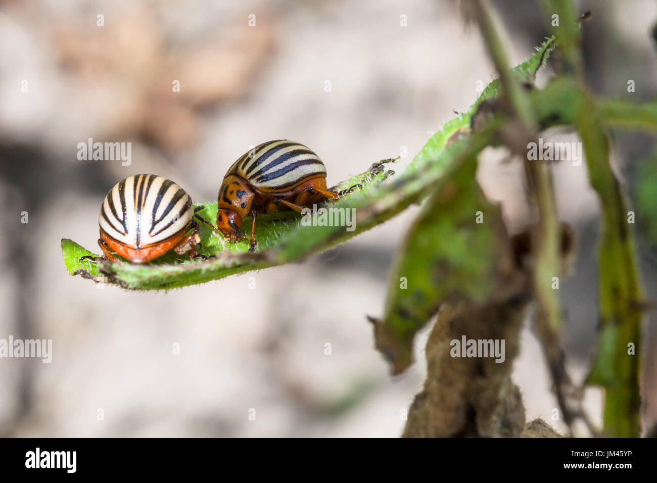 two colorado potato bugs on potato bush close up in garden in summer ...