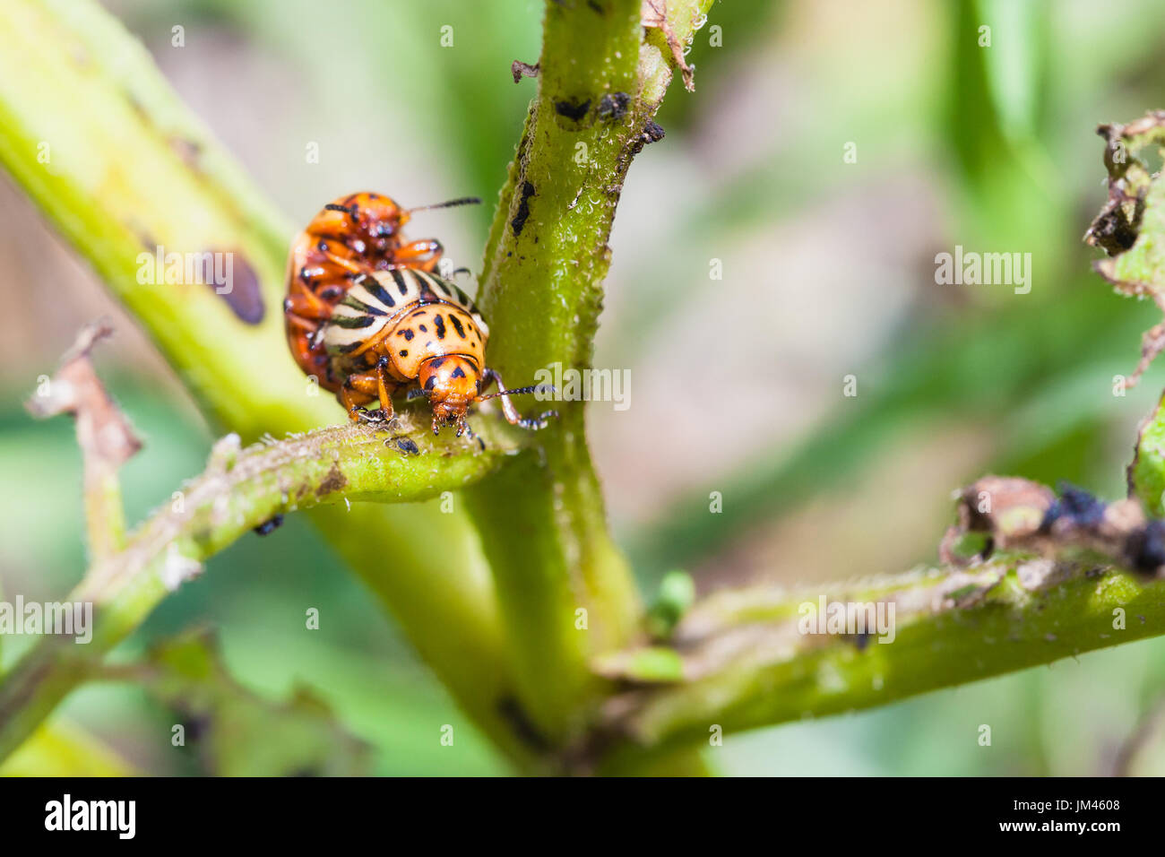Colorado beetles hi-res stock photography and images - Alamy