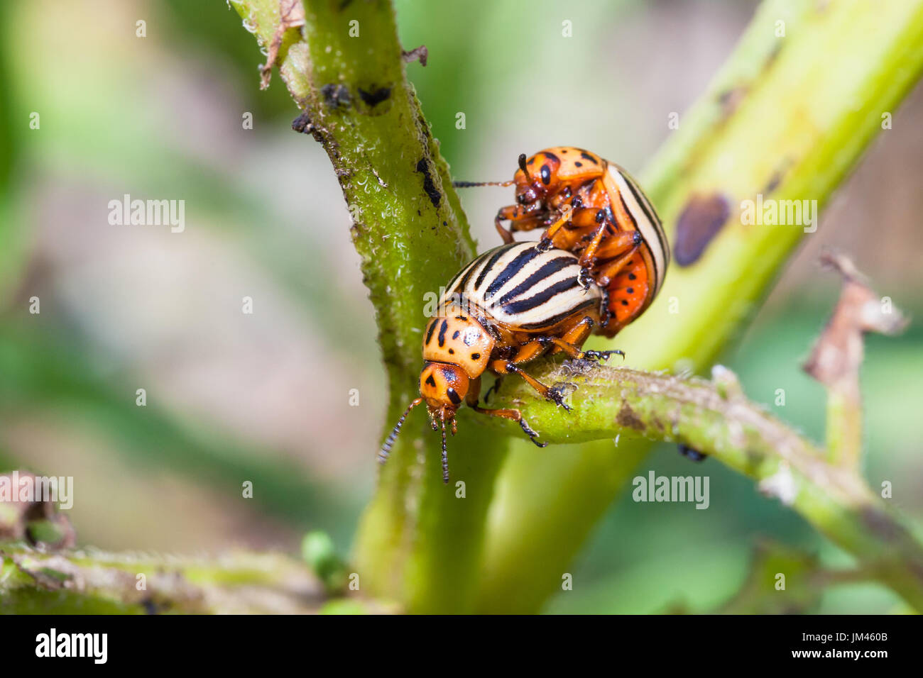 Colorado beetles hi-res stock photography and images - Alamy