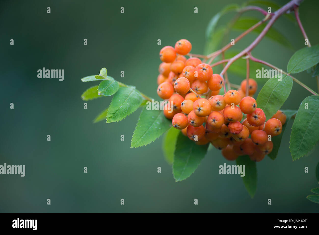 a sprig of Rowan berries Stock Photo - Alamy