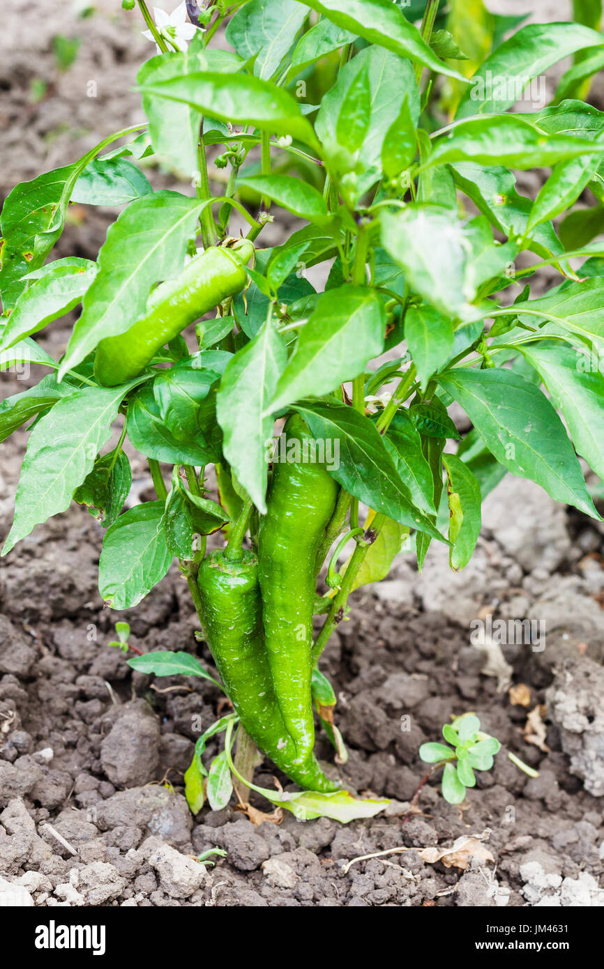 Chilli plantation hi-res stock photography and images - Alamy