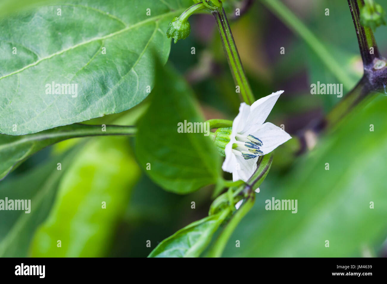 flower of green chili pepper on bush in garden in summer season in ...