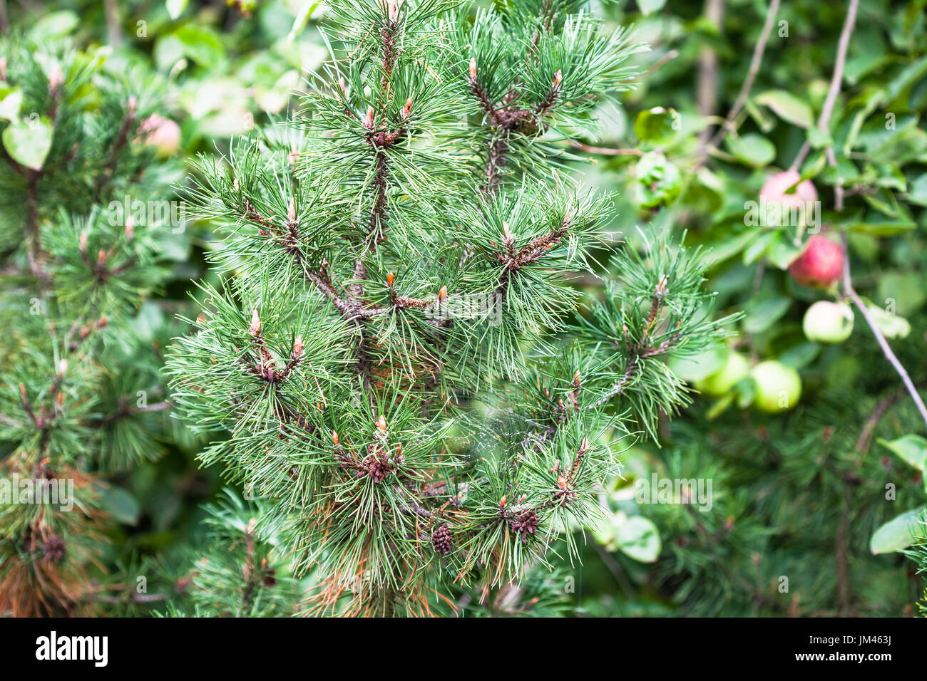 Ornamental Pine Trees