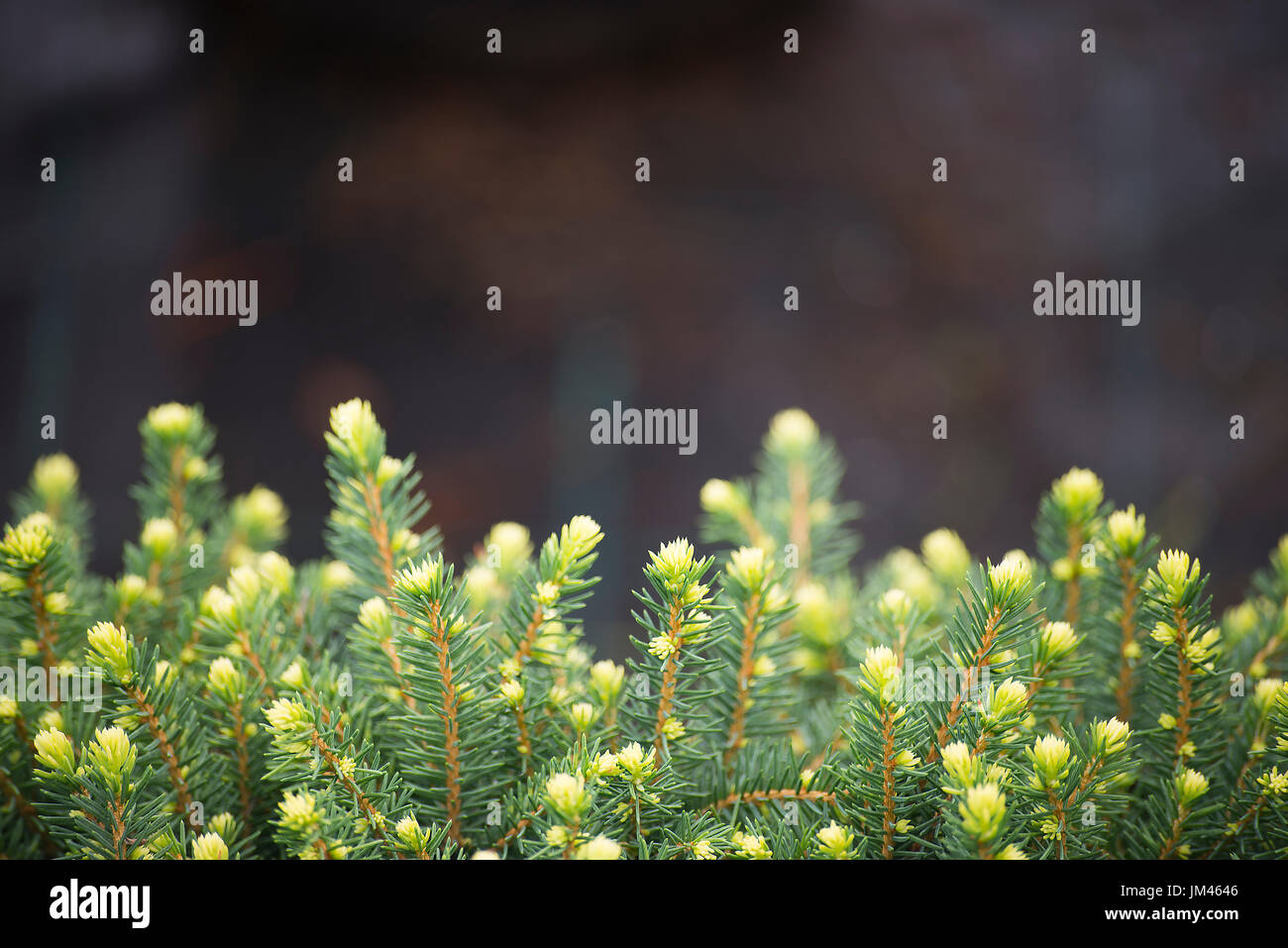 Green furtree hi-res stock photography and images - Alamy