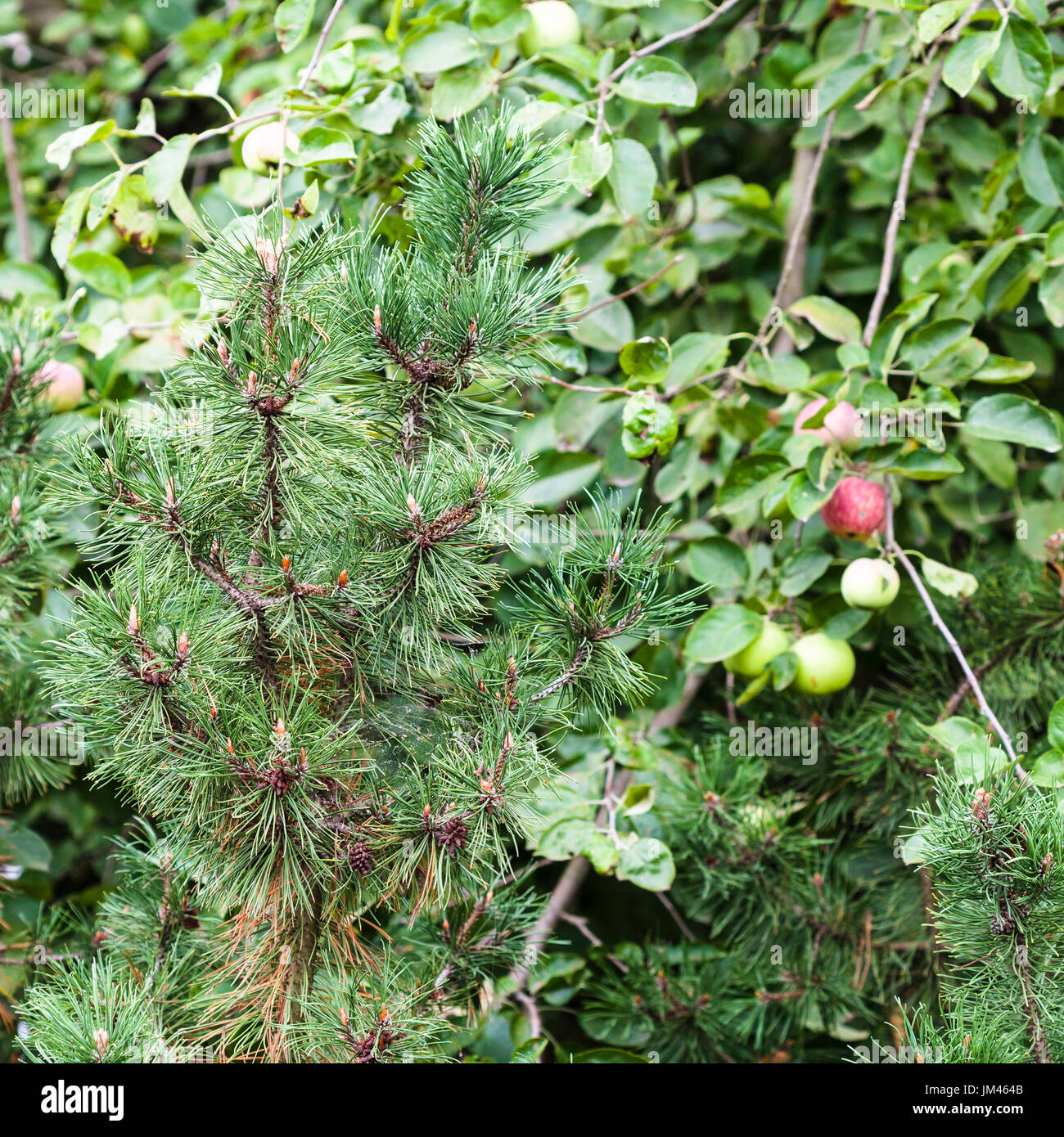 branch of pine tree and apple trees in garden in summer season in ...