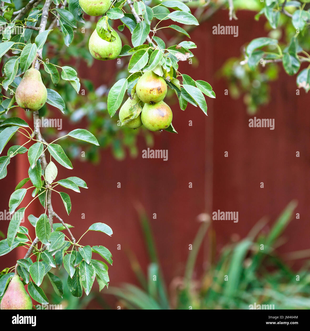 Pear tree in grass garden hi-res stock photography and images - Alamy