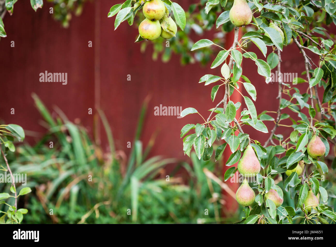 branch of pear tree with fruits on backyard in summer season in ...