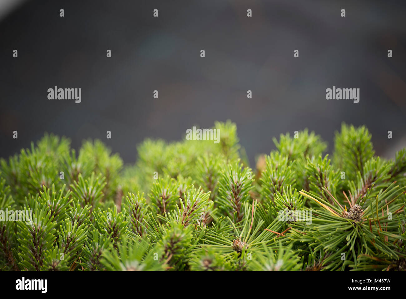 Fur tree branch hi-res stock photography and images - Alamy