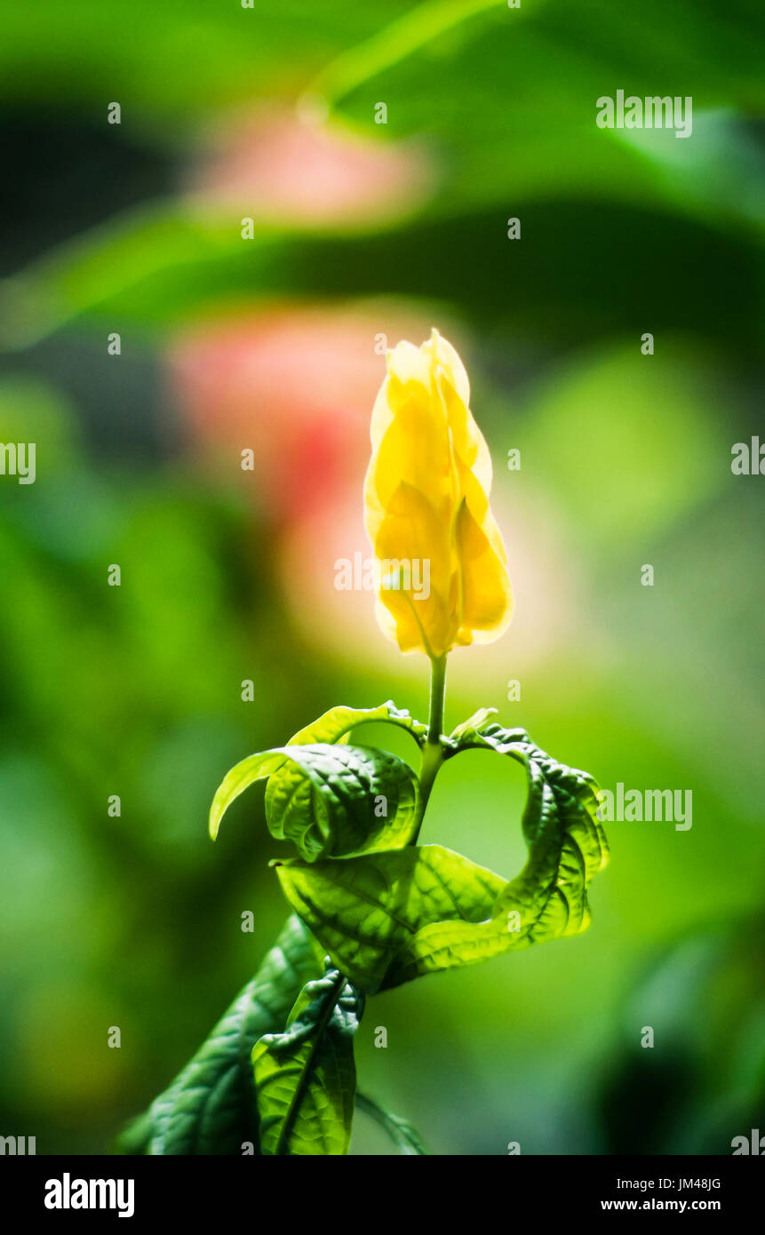 Yellow the caribbean hi-res stock photography and images - Alamy
